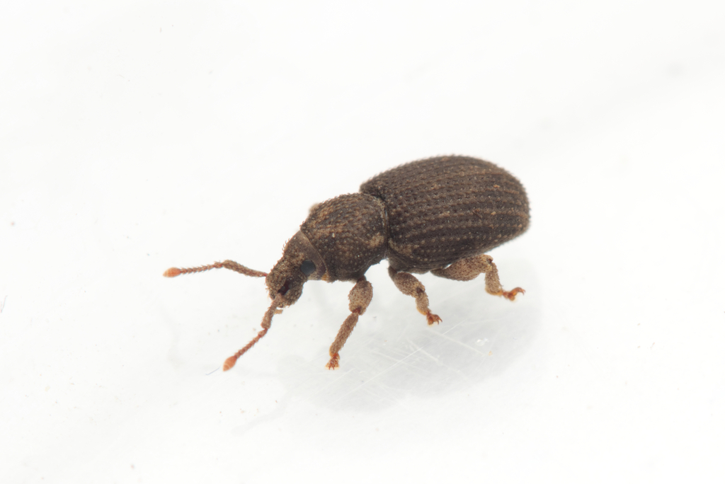 Broad-nosed Weevils from Maryborough West QLD 4650, Australia on ...