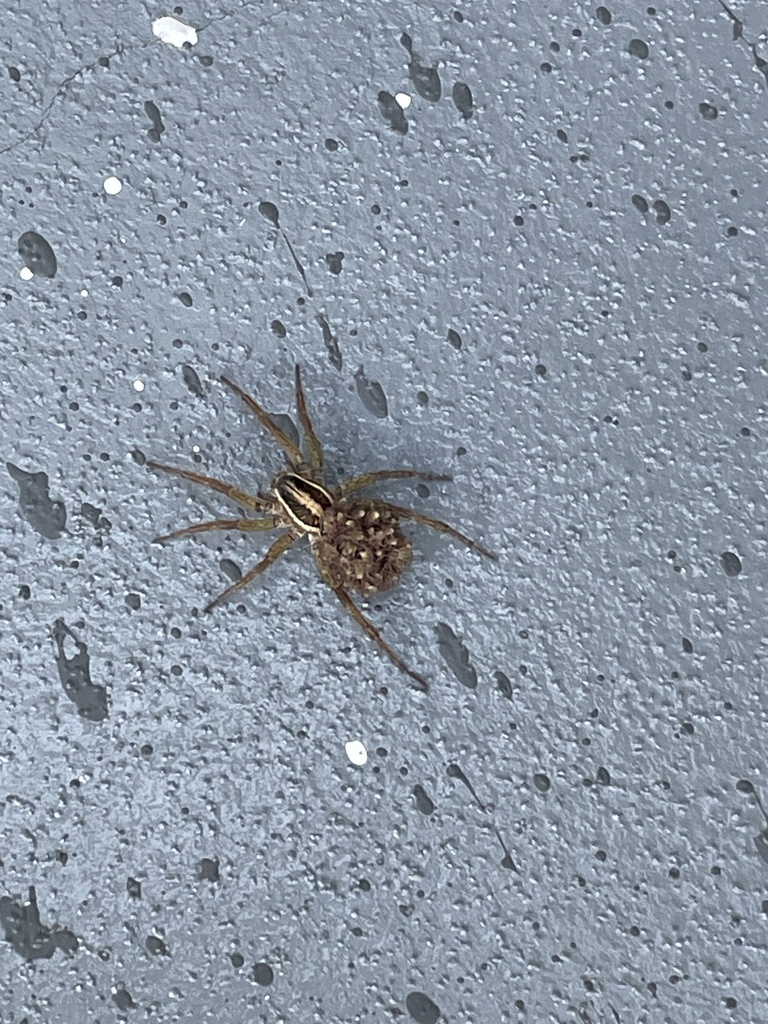 Venatrix furcillata from Lake Kawana Bvd, Birtinya, QLD, AU on January ...