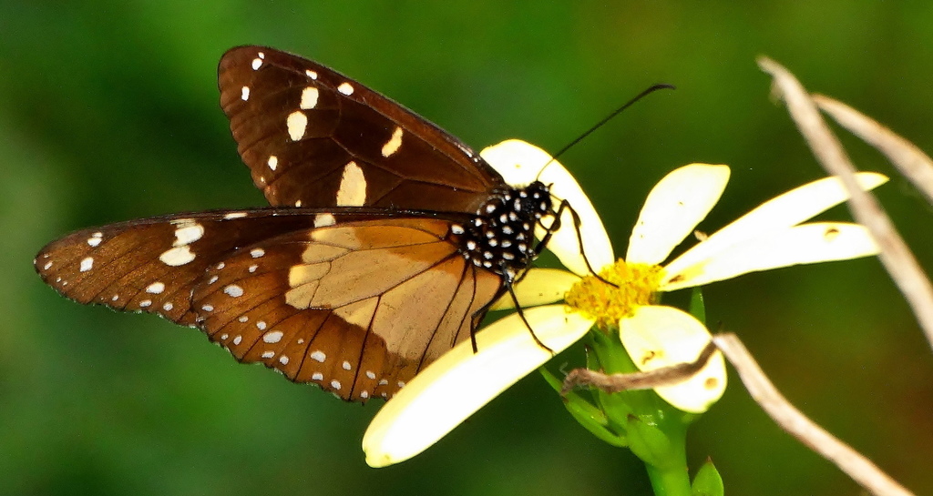 Southern Chief (Butterflies of Bonamanzi) · iNaturalist
