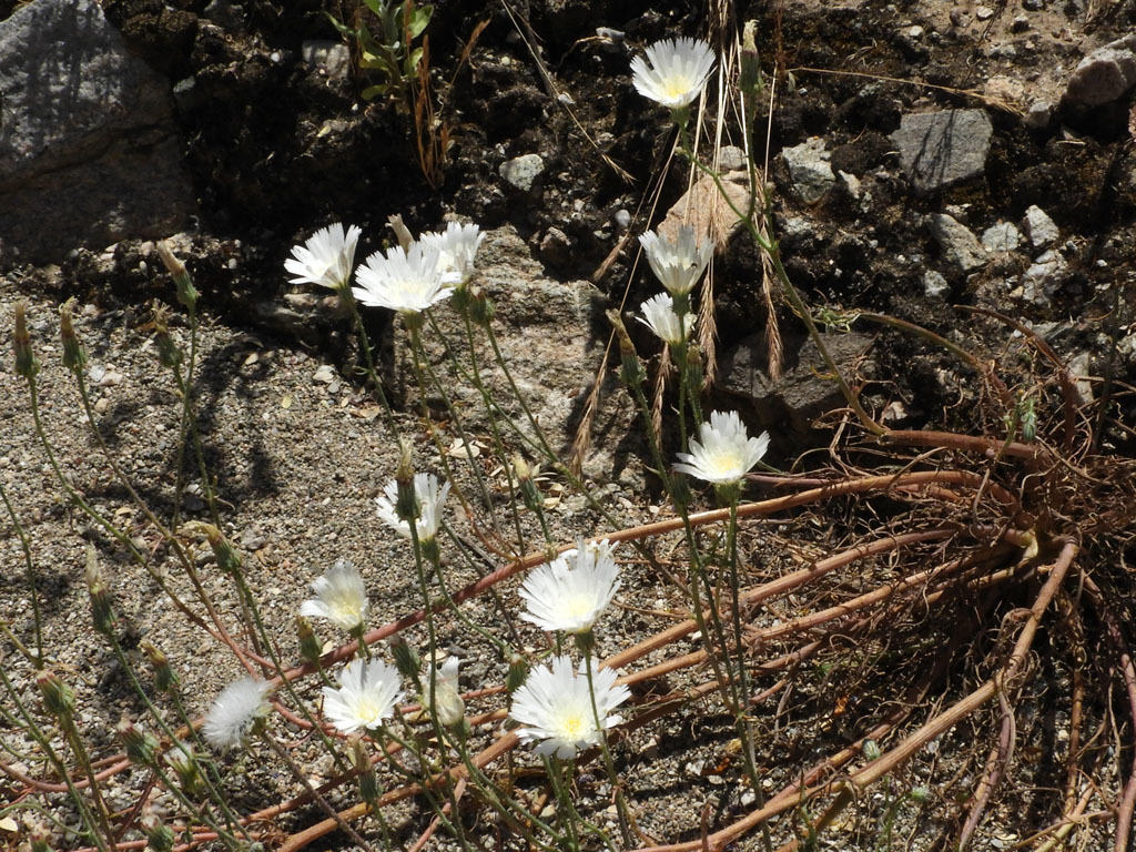 white tack-stem from Goodyear, AZ, USA on April 7, 2019 at 12:36 PM by ...