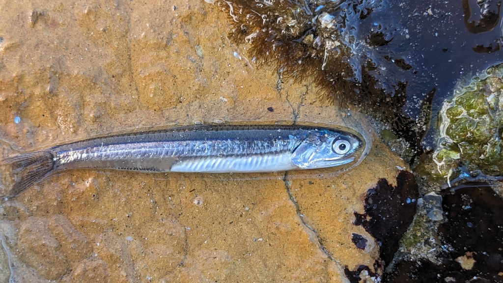 Australian Anchovy from Kingborough, TAS, Australia on January 16, 2024 ...