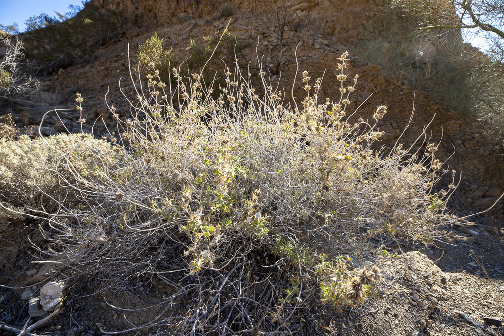 orocopia sage from Riverside County, CA, USA on January 14, 2024 at 01: ...