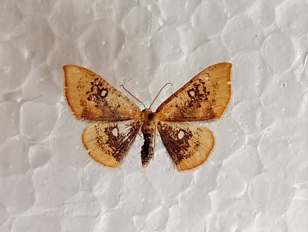 Cyclophora albiocellaria from Biljevine, Chorvatsko on April 23, 2002 ...