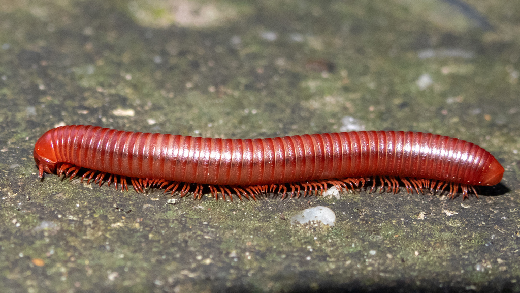 Trigoniulus from Saigon Zoo, District 1, Ho Chi Minh City, Vietnam on ...