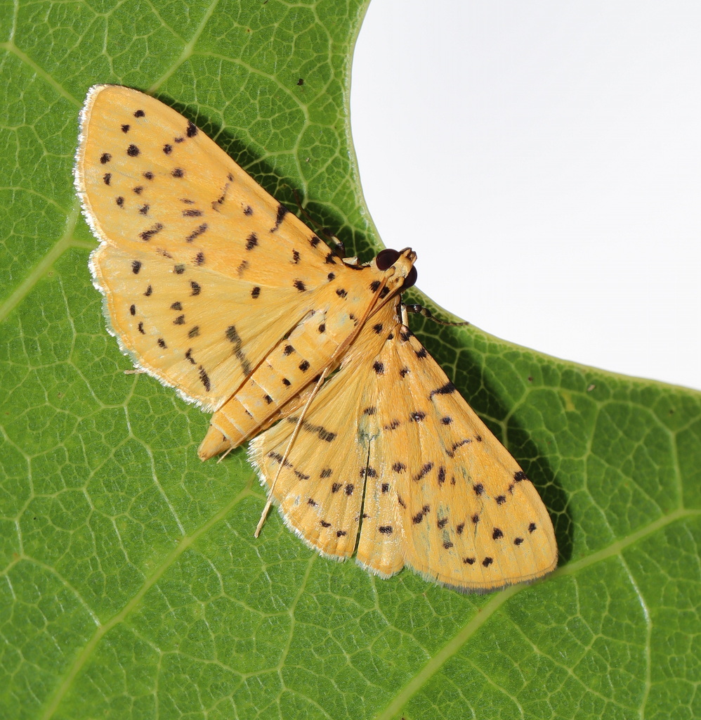 Yellow Peach Moth from Witta QLD 4552, Australia on January 16, 2024 at ...