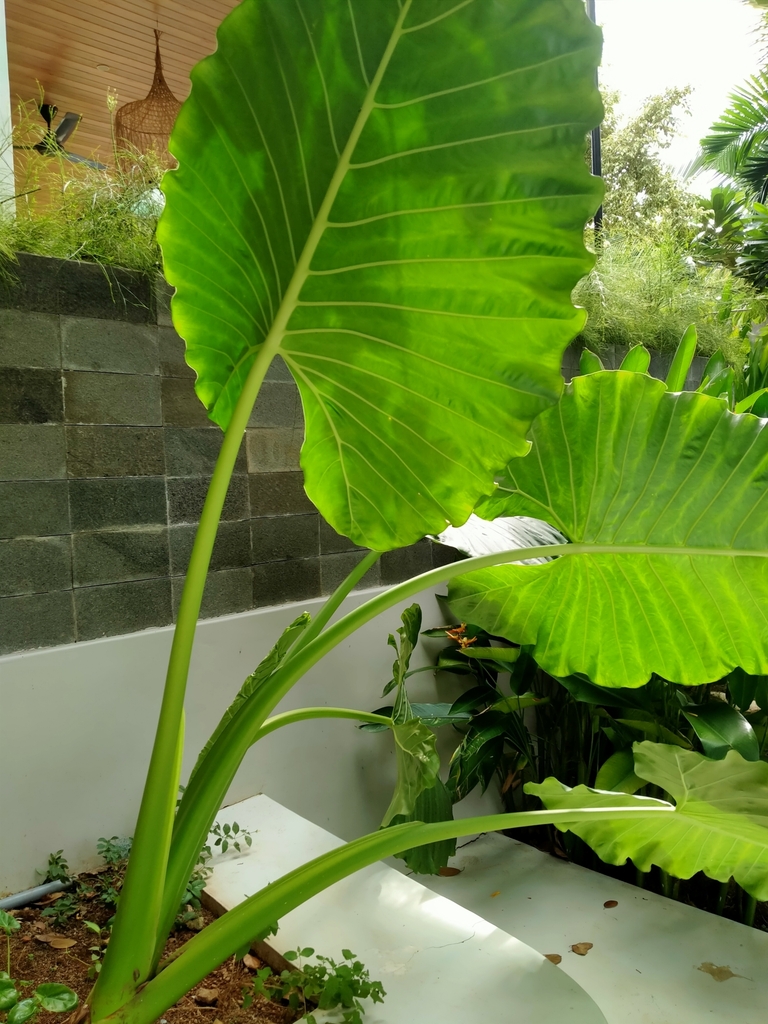 giant taro from RT.14/RW.2, Grogol Utara, Kec. Kby. Lama, Kota Jakarta ...