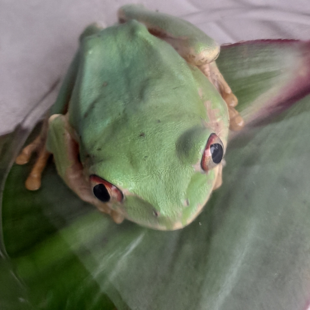Natal Forest Tree Frog from Malvern, Queensburgh, 4055, South Africa on ...