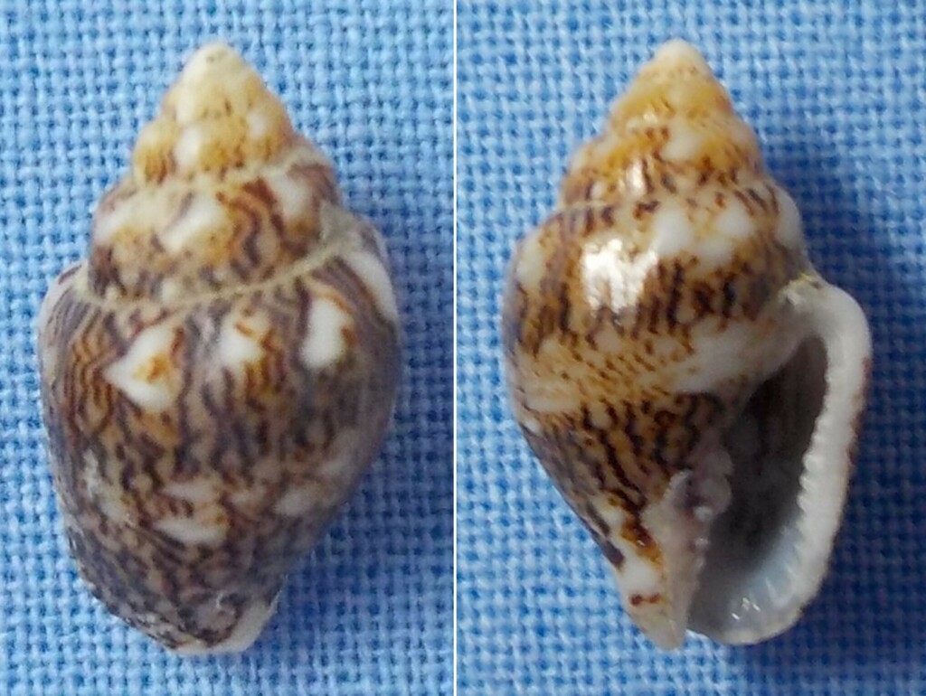 Dotted Dove Shell in May 2016 by vrebizant. 12.5 mm long · iNaturalist