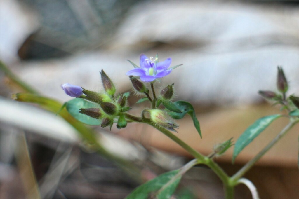 Hydrolea zeylanica in January 2024 by 羅元甫 · iNaturalist