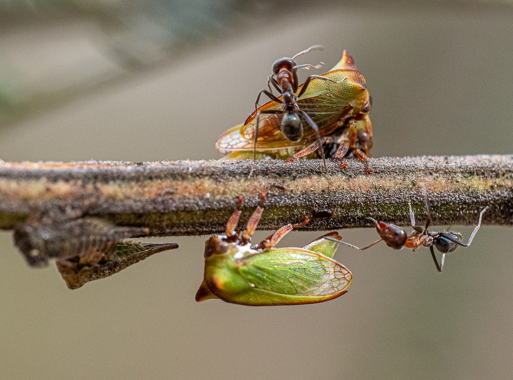Green Treehopper from Blackburn VIC 3130, Australia on January 14, 2024 ...