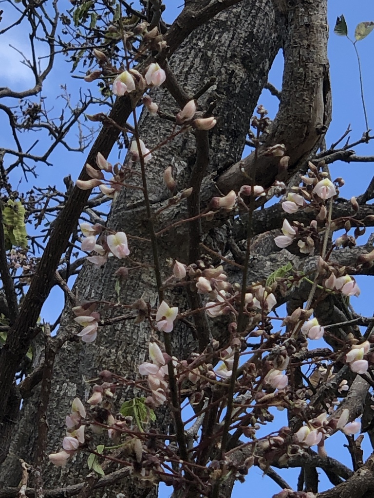 Stinkwood (Piscidia carthagenensis) - Botanical Realm