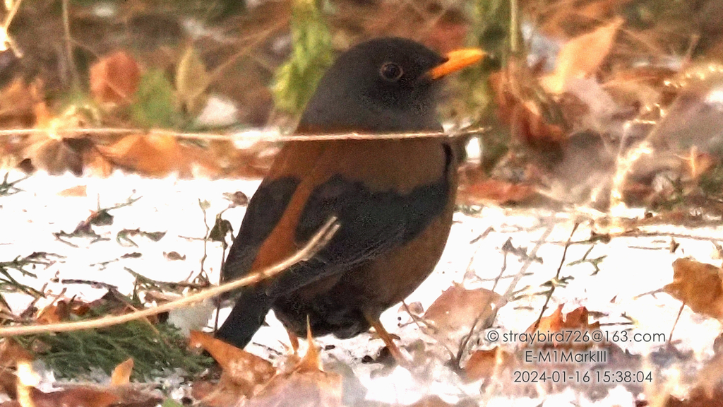 Chestnut Thrush from 中国北京市门头沟区 on January 16, 2024 at 01:08 PM by Nan ...