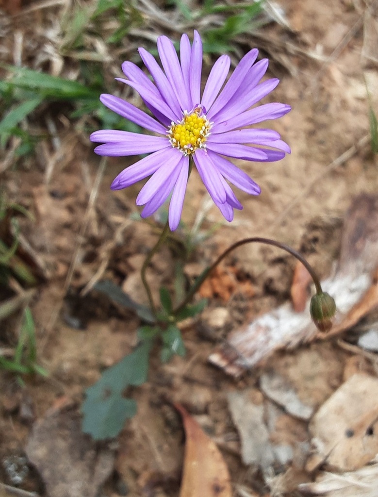 Spoon Daisy from Palmers Oaky NSW 2795, Australia on January 15, 2024 ...