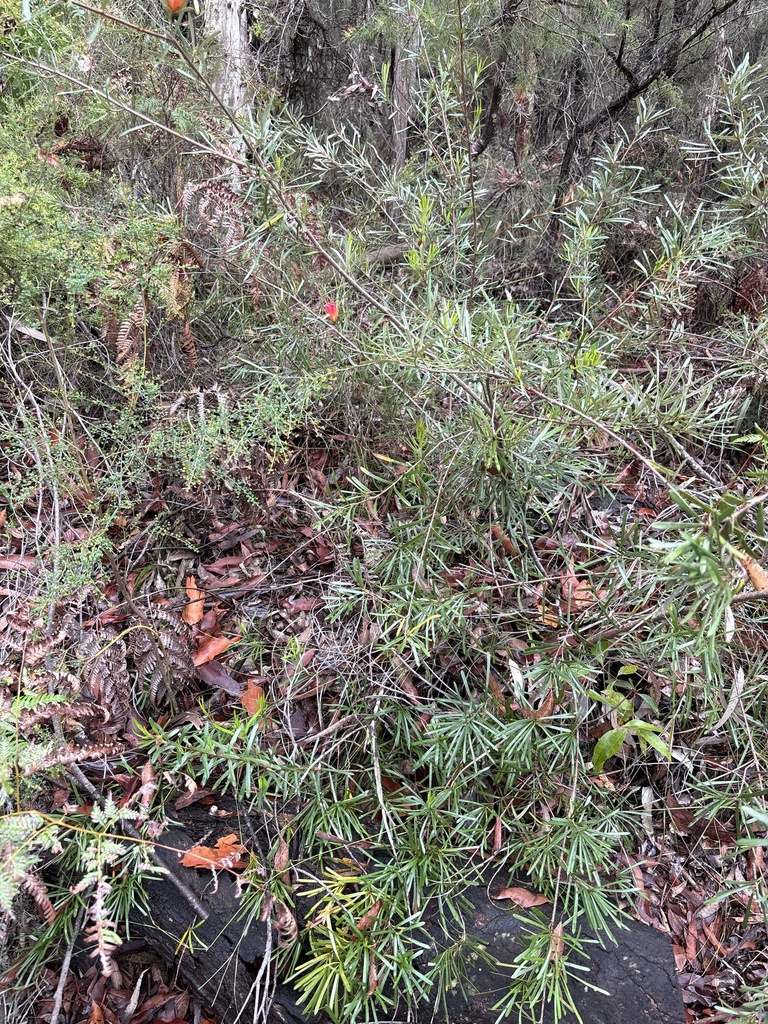 Mountain Devil from Berowra Valley National Park, Cherrybrook, NSW, AU ...