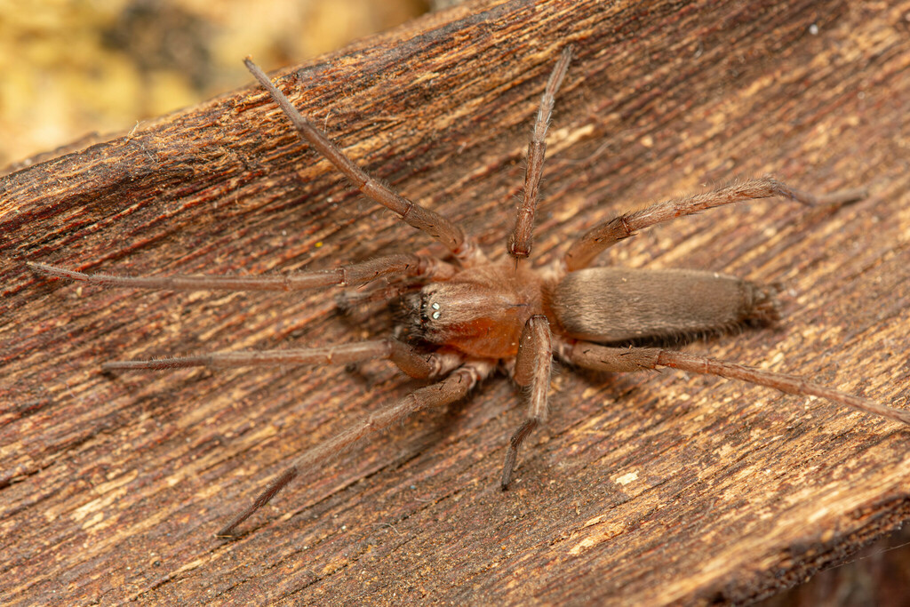Ground Spiders from Spitskop Small Holdings, Bloemfontein, 9301, South ...