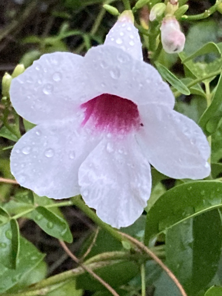 Bower Plant from Burraneer Rd, Coomba Park, NSW, AU on January 16, 2024 ...