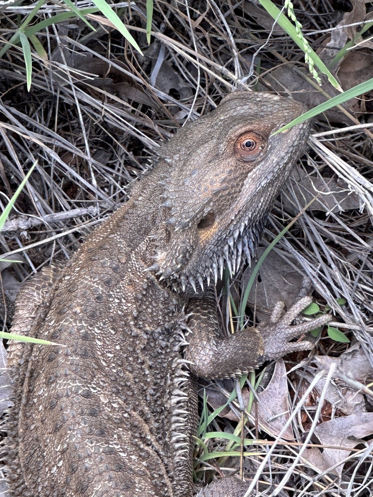 Central Bearded Dragon from Byrock, NSW, AU on January 16, 2024 at 06: ...