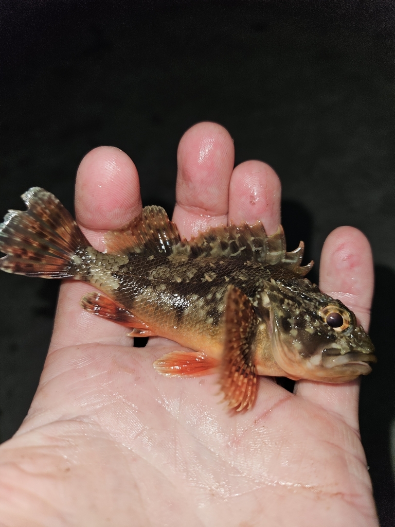 Southern Red Scorpionfish from HPP3+R3, Kaikōura 7300, New Zealand on ...