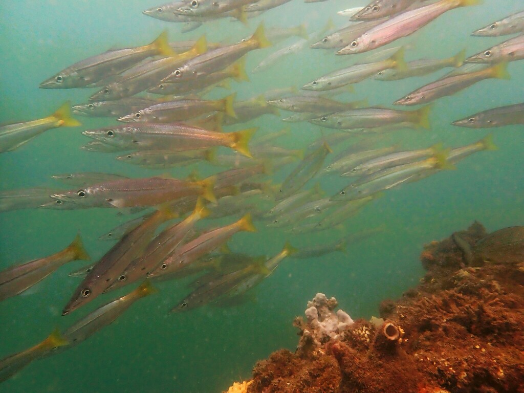 Longfin Pike from Sydney NSW, Australia on October 30, 2023 at 10:48 AM ...