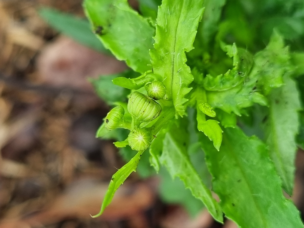 plants from Beecroft Rd at Welham St, Beecroft NSW 2119, Australia on ...