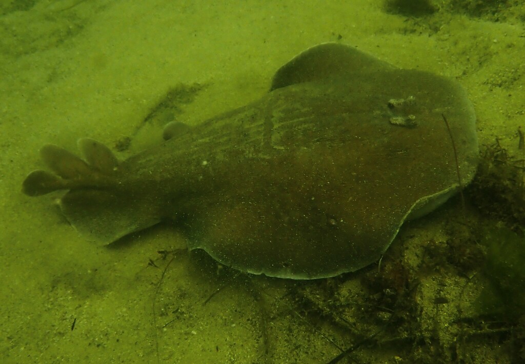 Coffin Ray from Sydney NSW, Australia on January 10, 2024 at 09:16 AM ...