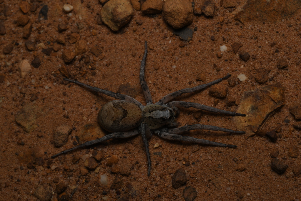 Western Variable Wolf Spider from Stirling Range National Park WA 6338 ...