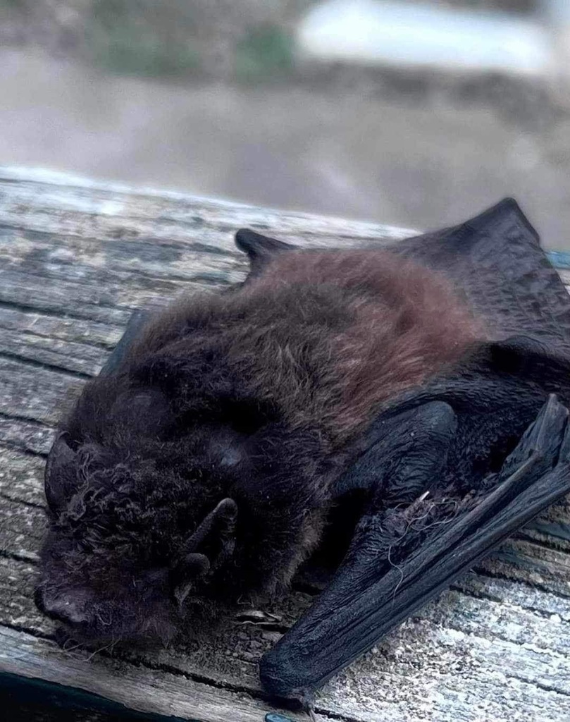 Gould's Wattled Bat from Melbourne VIC, Australia on January 15, 2024 ...