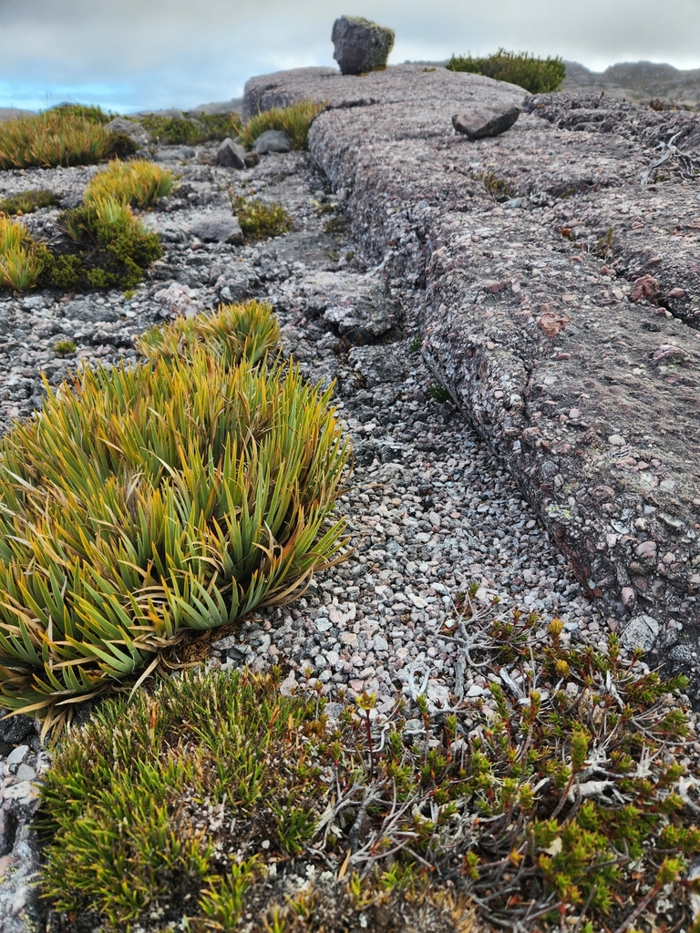 Campynema lineare from West Coast, AU-TS, AU on January 14, 2024 at 08: ...