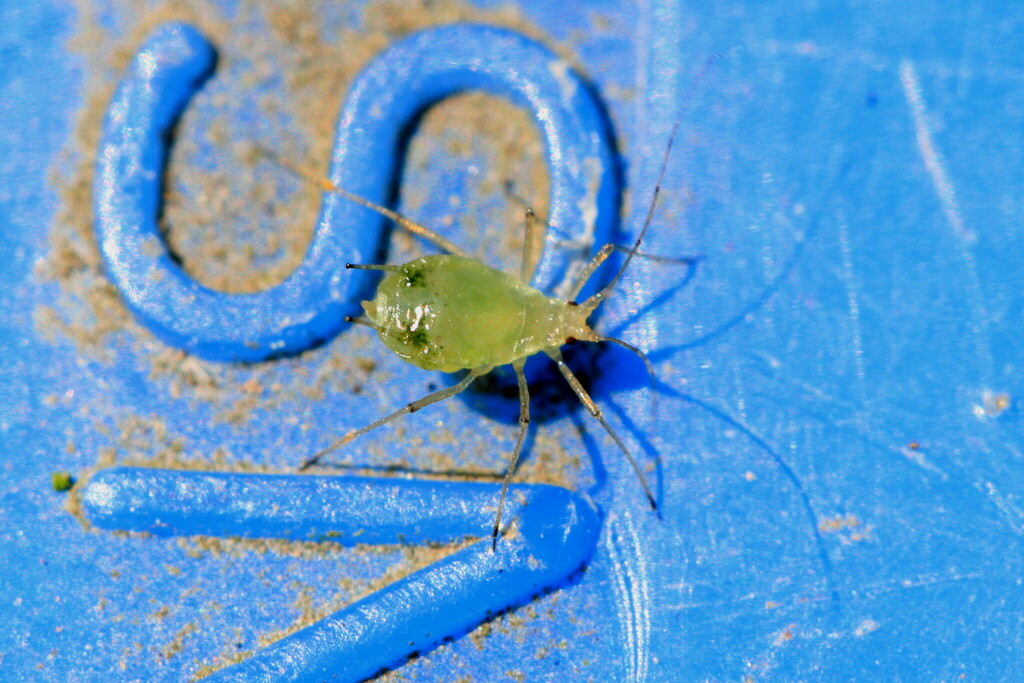 Macrosiphini from 54 Badem, Germany on 11 June, 2019 at 11:45 AM by ...