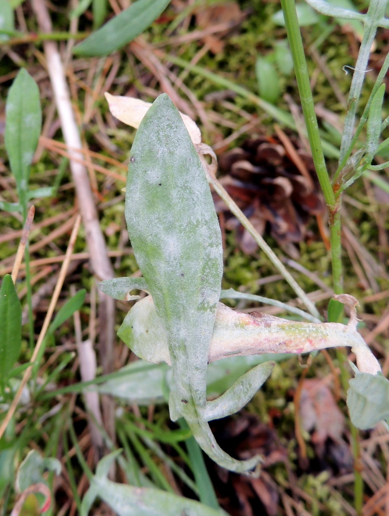 Erysiphe acetosae from Железногорский р-н, Курская обл., Россия on July ...