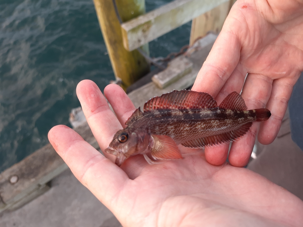 Variable Triplefin from HPP3+R3, Kaikōura 7300, New Zealand on 16 ...