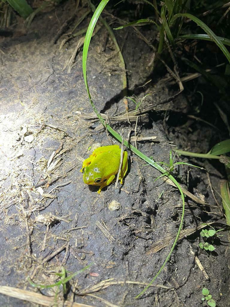 Tinker Reed Frog from uMkhanyakude District Municipality, South Africa ...