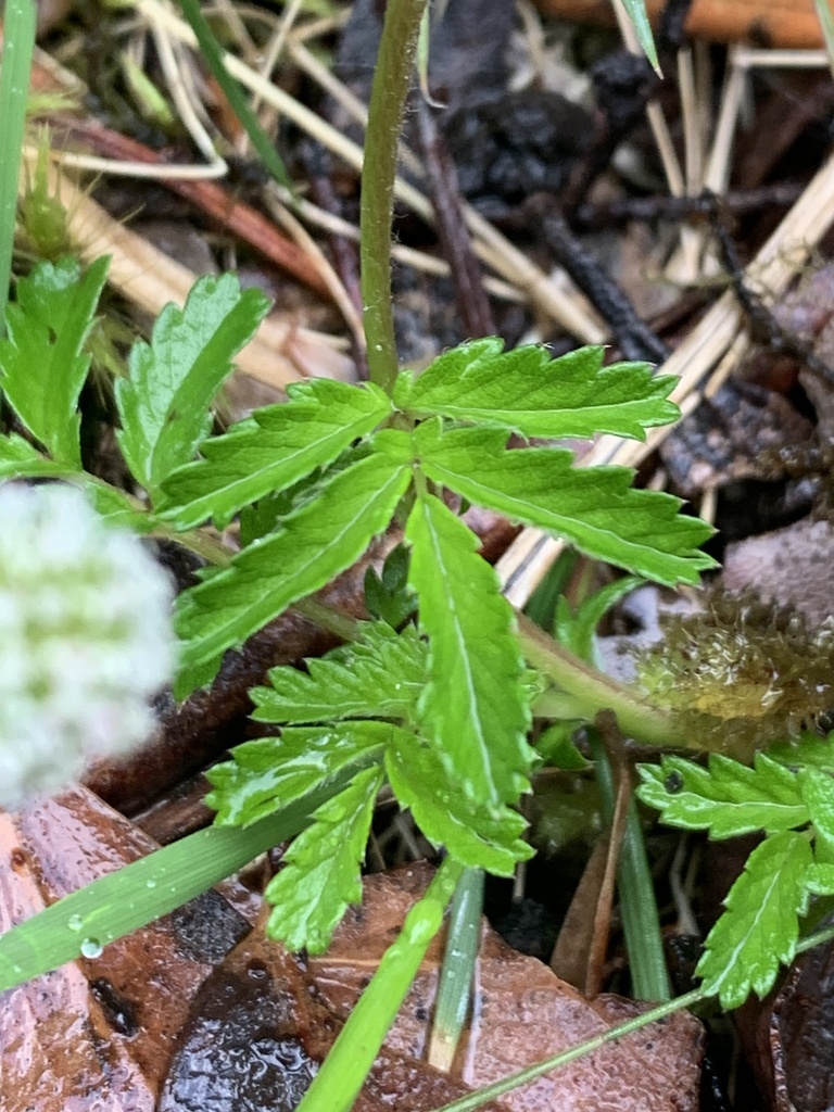 Biddy-biddy from Tasmania, Fern Tree, TAS, AU on December 19, 2023 at ...