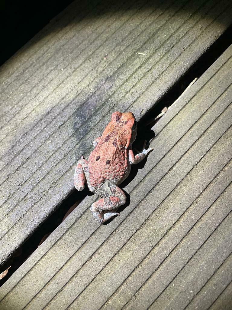 African Red Toad from uMkhanyakude District Municipality, South Africa ...