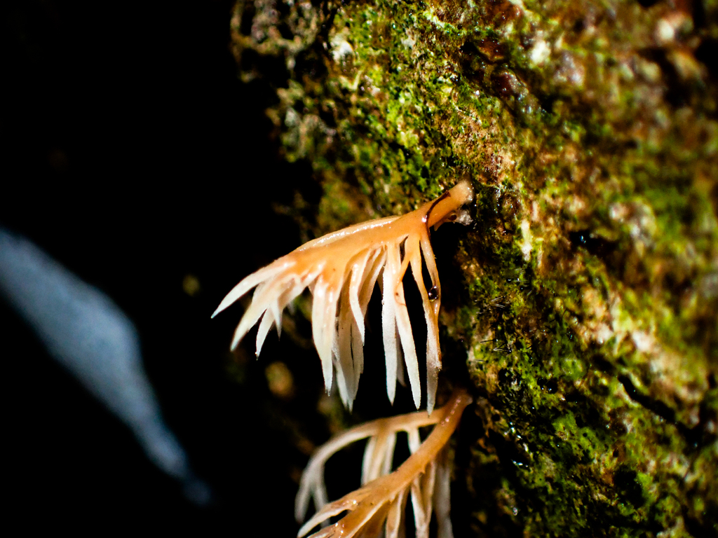 Pterulicium fasciculare from Strickland State Forest, Somersby NSW ...
