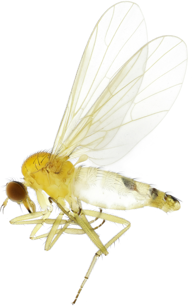 Balloon Flies from 中国吉林省延边朝鲜族自治州珲春市 on June 30, 2023 by Yishen ...