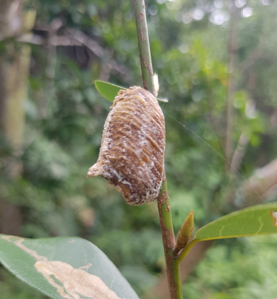 Giant Asian Mantis from São Francisco Xavier, Ilhas, Macao on January ...