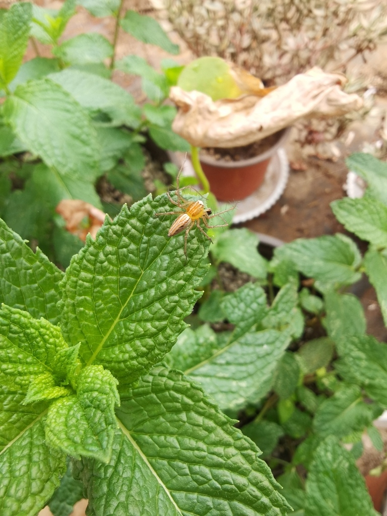 Grass lynx spiders from Kunming, Yunnan, China on June 7, 2022 at 09:59 ...