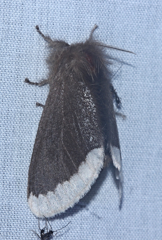 Browntail Gum Moth from Morwell National Park, Muttonwood Creek Track ...