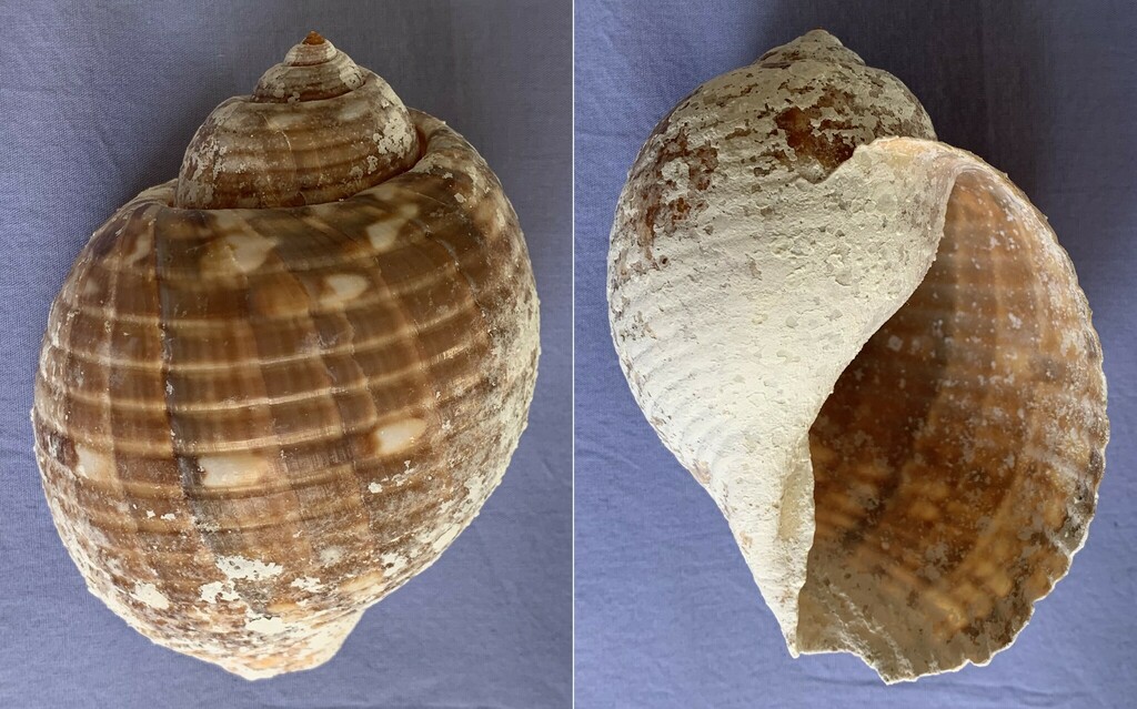 Tonna in September 2012 by vrebizant. 12 cm · iNaturalist