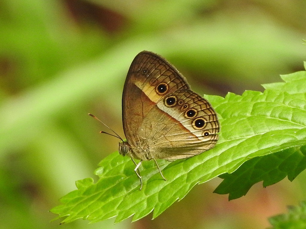 Orange Bushbrown from Pinnacle Rd Track, Julatten QLD 4871, Australia ...