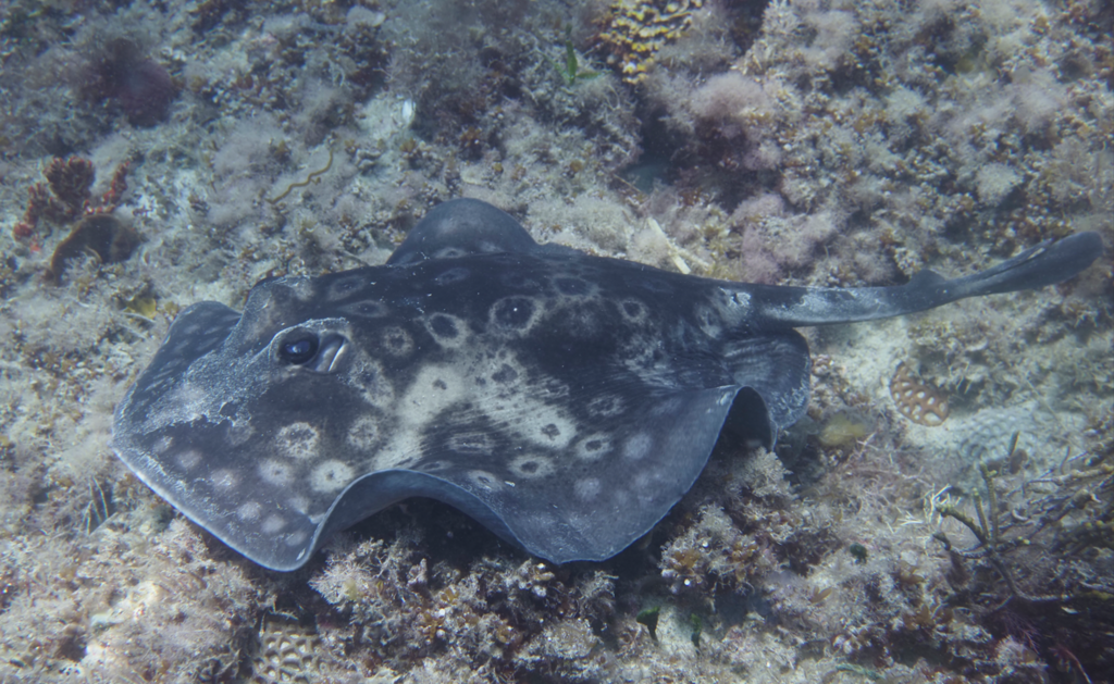 Circular Stingaree from Busselton, WA, Australia on January 5, 2024 at ...