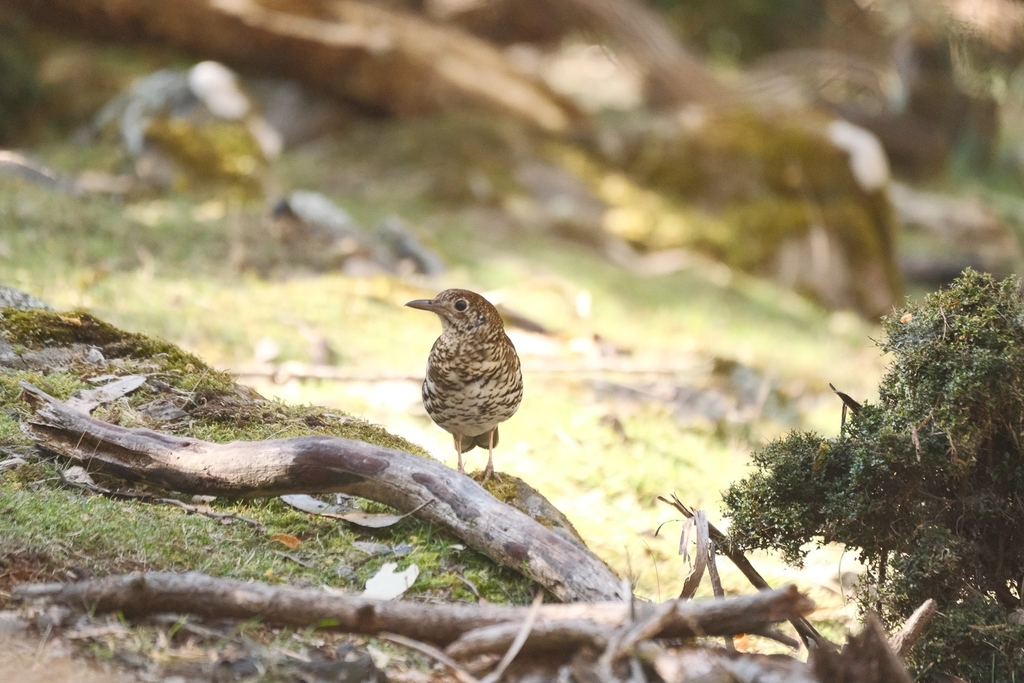 Bassian Thrush from Maria Island TAS 7190, Australia on October 18 ...
