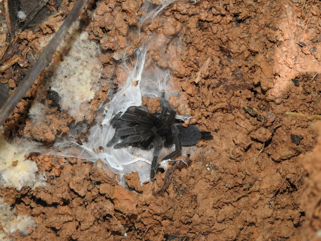 Asia-Pacific Tarantulas in January 2024 by Anthony Kurek EntSocVic ...