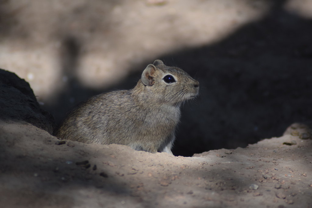 Southern Mountain Cavy from Lihuel Calel, La Pampa, Argentina on ...