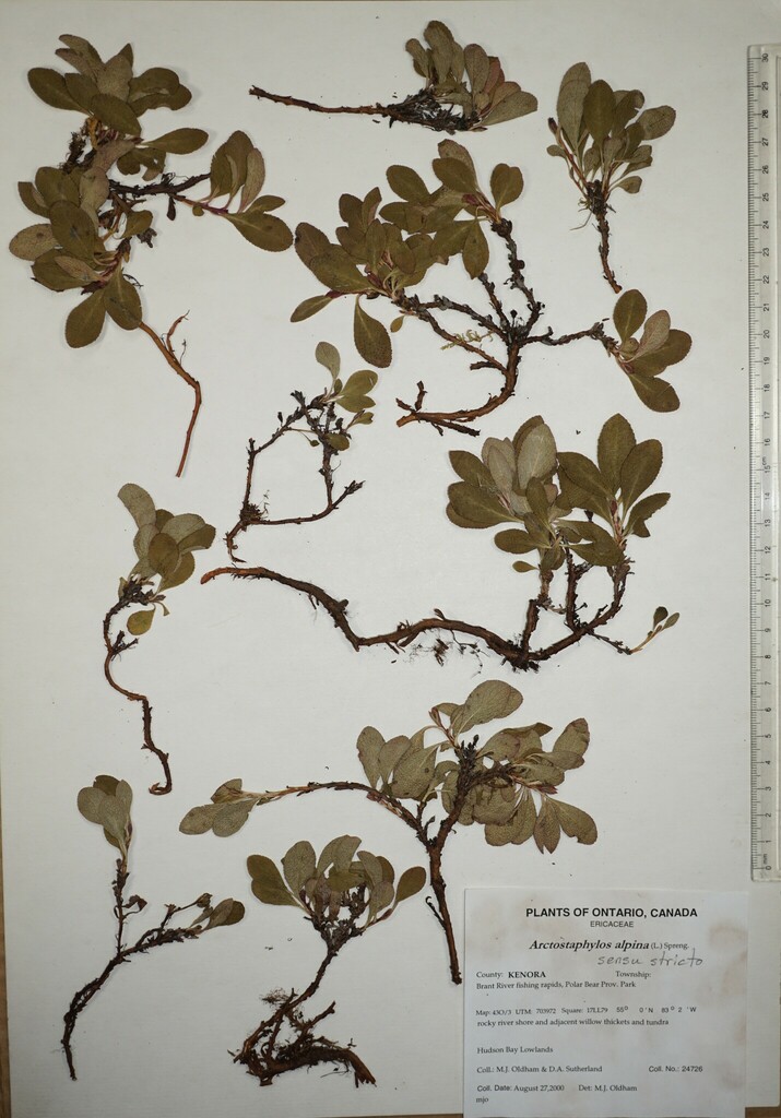 alpine bearberry from Canada, Ontario, KENORA County, Brant River, ca ...