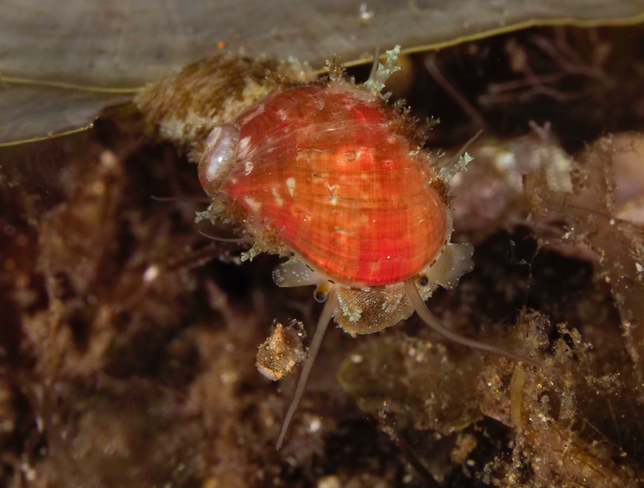 Stomatella impertusa from Busselton WA 6280, Australia on January 5, 2024 at 09:21 PM by ...