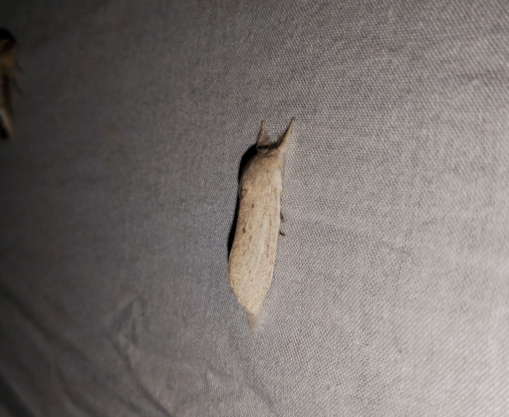 Turnaca from Rasipuram, Tamil Nadu, India on January 14, 2024 at 09:14 ...