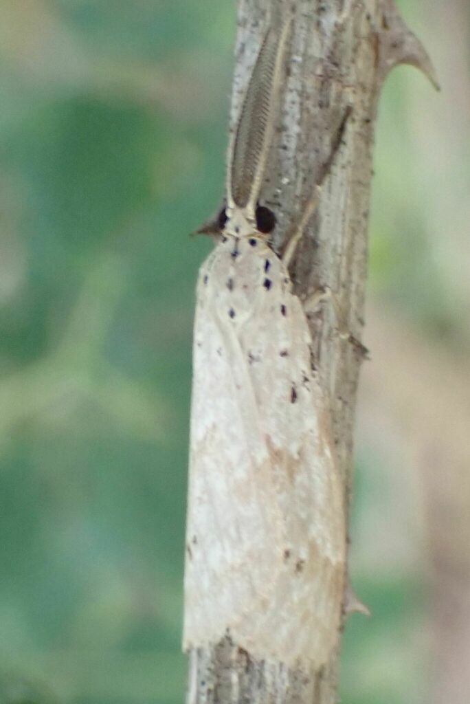 Cape Ivy Moth from Mhlatikop Trail, Malelane, South Africa on January ...