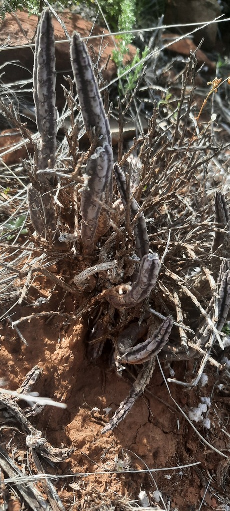 Starfish flowers from Cacadu, Eastern Cape, South Africa on October 18 ...